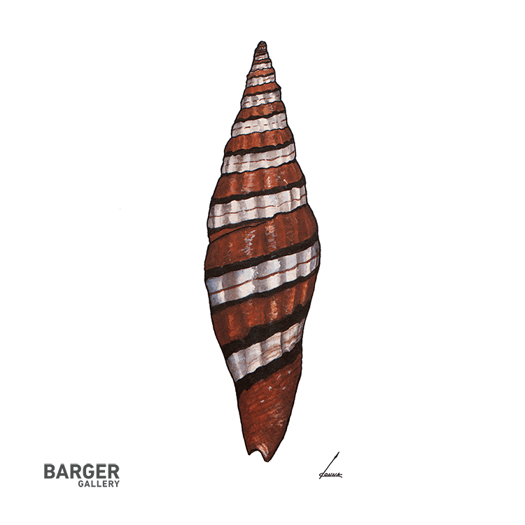 Miter Shell painting by Donna Crow - Barger Gallery